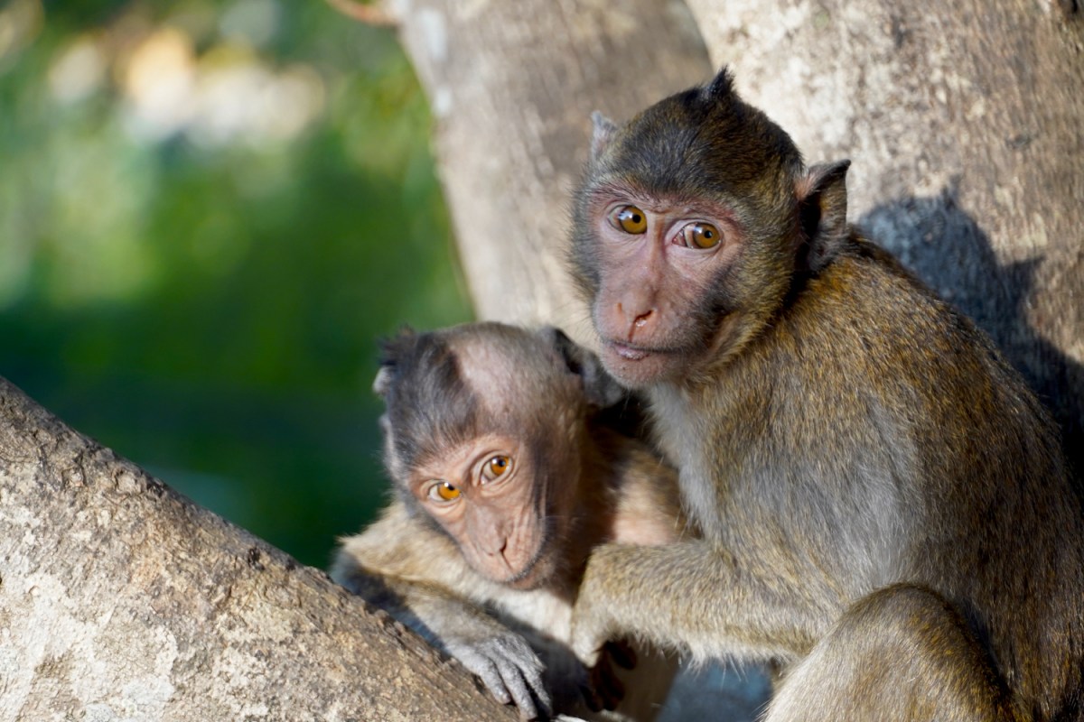 Going Bats for Monkeys in Phnom Sampov – world travel with a theatrical ...